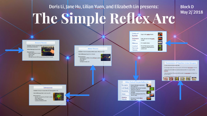 The Simple Reflex Arc by Doris Li on Prezi
