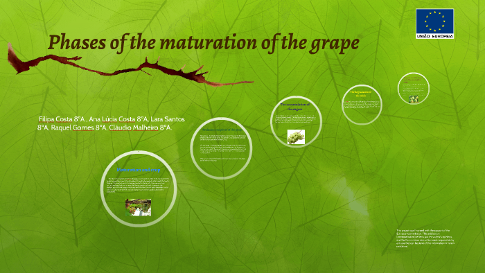 Phases of the maturation of the grape by filipa costa on Prezi