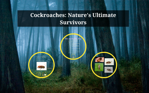 Cockroaches: Nature's Ultimate Survivors by Brittany Varner on Prezi