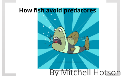 how fish avoid predators by Mitchell Hotson on Prezi
