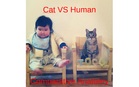 Cat VS Human Comparative Anatomy by quadriyyah abdul-aziz on Prezi
