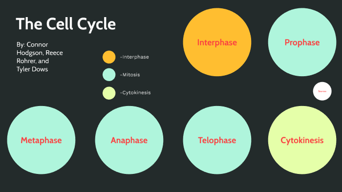 The Cell Cycle- Oreo Cookie Lab by Connor Hodgson on Prezi