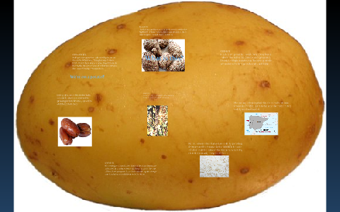 8000BCE-600BCE and FOOD! by Sharon Samuel on Prezi