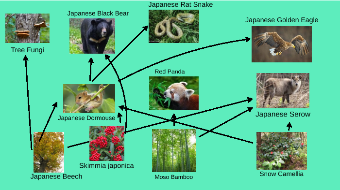 Japanese Rainforest Food Web by Amari Nathan on Prezi