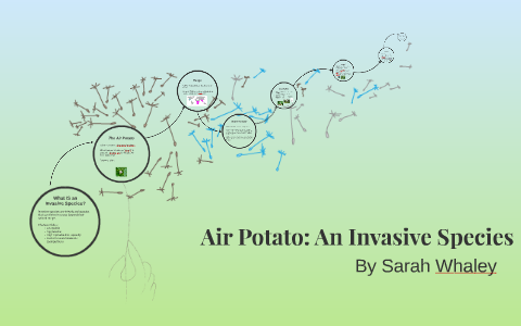 Air Potato: An Invasive Species by sarah whaley on Prezi