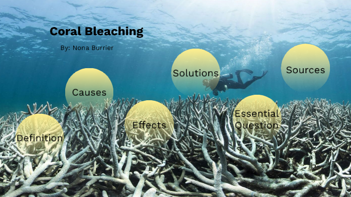 Coral Bleaching by Nona Burrier on Prezi