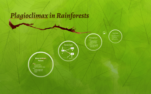 Plagioclimax in Rainforests by Daani Naidu on Prezi