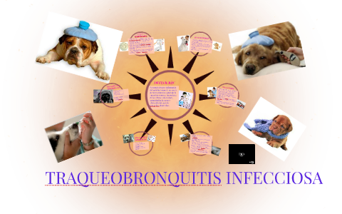 TRAQUEOBRONQUITIS INFECCIOSA by Angelita Chiriboga on Prezi