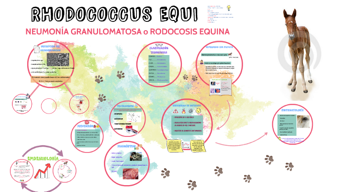 RHODOCOCCUS EQUI by Carmen Bellver on Prezi