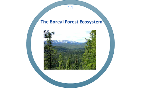 The Boreal Forest by Shayna Weir on Prezi