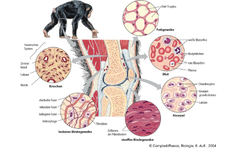 Zelltypen by Celia Vetter on Prezi