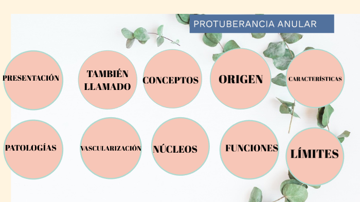 PROTUBERANCIA ANULAR by Lisseth Meza Palacios on Prezi