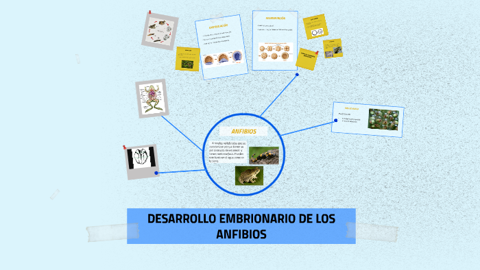 DESARROLLO EMBRIONARIO DE LOS ANFIBIOS by karina castro on Prezi