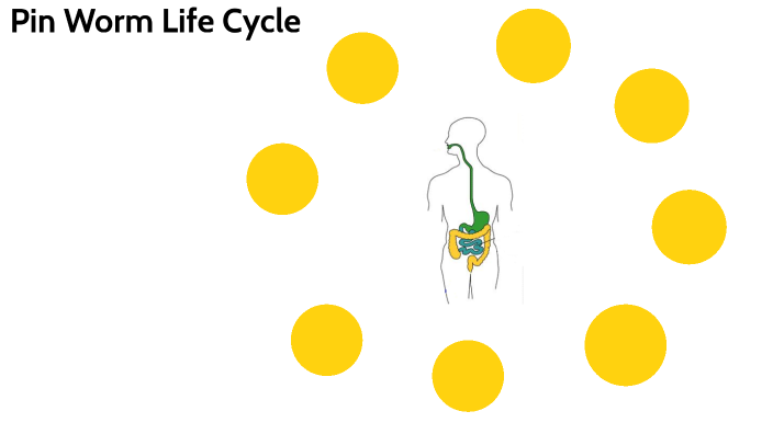 Pin Worm Life Cycle by eman Bazzaz on Prezi