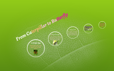 The Life Cycle of the Caterpillar by Tiayra Branch on Prezi