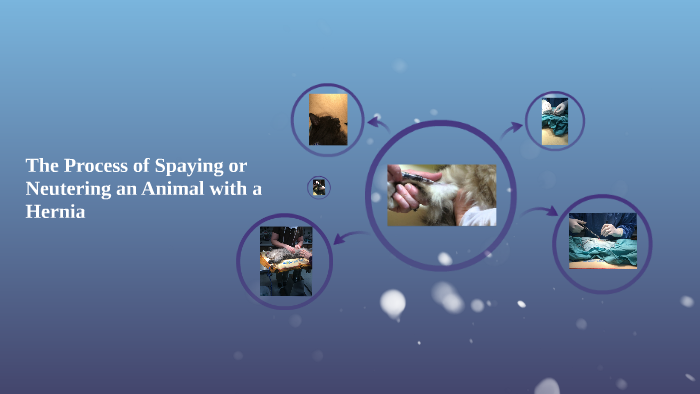 The Process of Spaying or Neutering an Animal with a Hernia by Kaylee ...