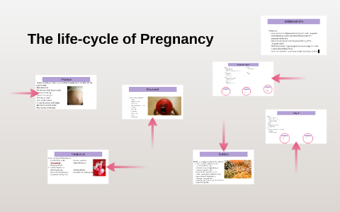 The life-cycle of Pregnancy by faith thompson on Prezi