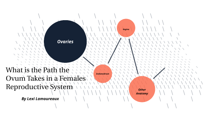 What is the Path the Ovum Takes in a Females Reproductive System by ...