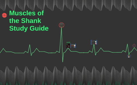 Muscles of the Shank Study Guide by Gloria Kim on Prezi