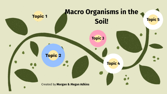 Macro and Micro Organisms in the Soil by Morgan Adkins on Prezi