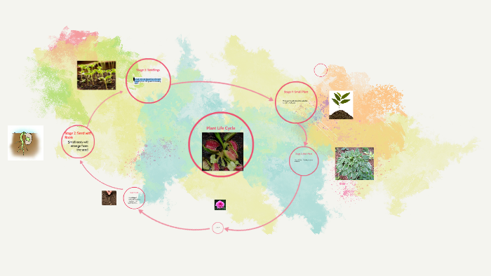 Plant Life Cycle by jared herring on Prezi