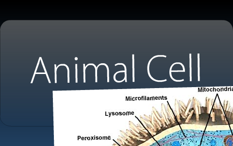 AP BIO Project(Animal & Plant Cells) by Corey Ritter on Prezi