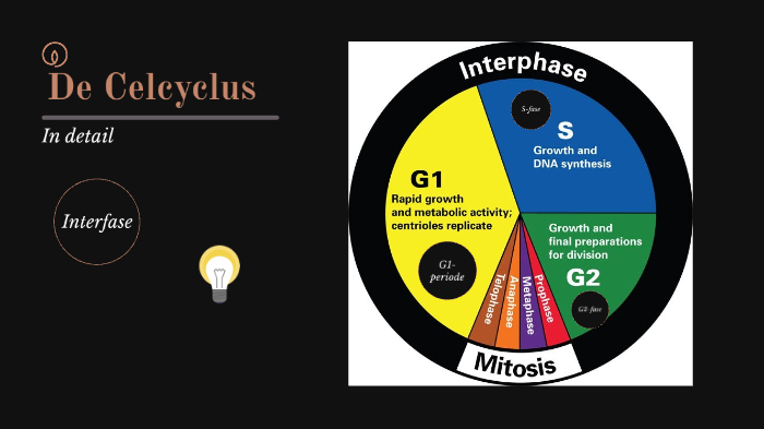 Celcyclus by Charlotte Van Loo on Prezi