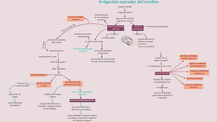 Irrigación vascular del cerebro by Areli Sayers