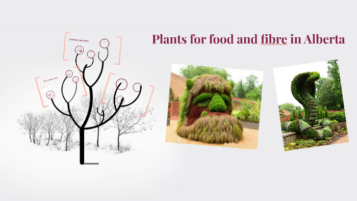 Plants for food and fibre in Alberta by aizaz mian on Prezi