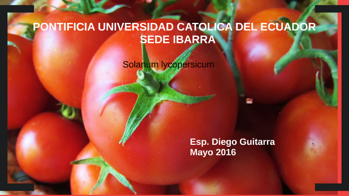 Cultivo de Tomate Riñon by DIEGO GUITARRA on Prezi