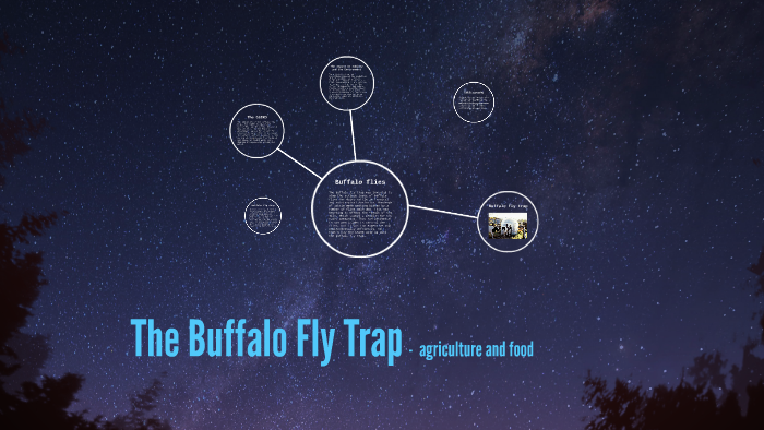The Buffalo Fly Trap By Yuval Ben David On Prezi