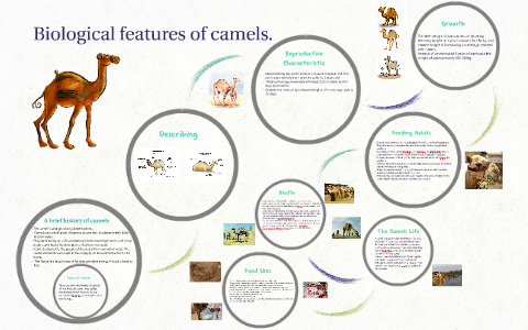 Biological features of camel. by Nur Sailo on Prezi