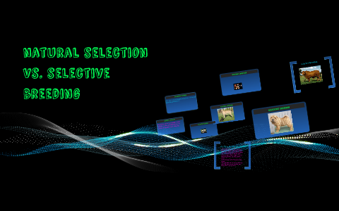 natural selection Vs. selective breeding by allyson leonard on Prezi