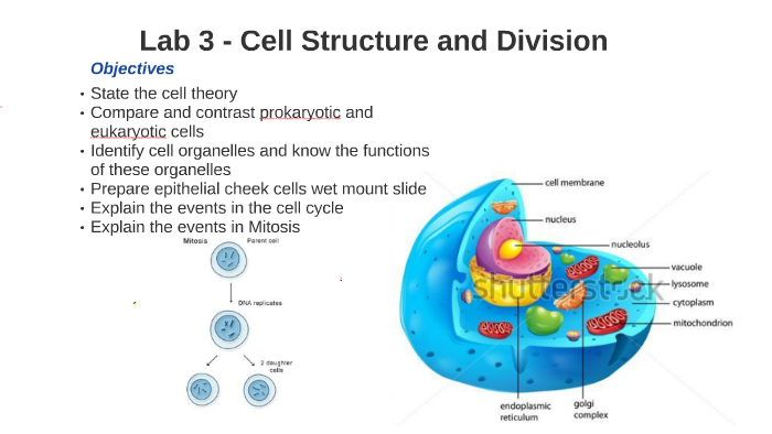 Lab 2 - Cell Structure and Division by Indaka Thudellage on Prezi