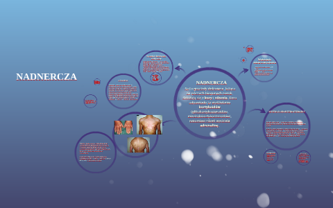 NADNERCZA by biologia hormony on Prezi