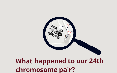 What happened to our 24th chromosome pair? by Allison Roderiques on Prezi