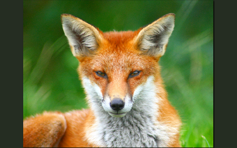 The Curing Fox by Thaddeus McCleary on Prezi