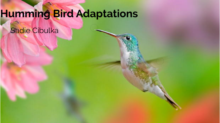 Humming bird adaptations by Sadie Cibulka on Prezi