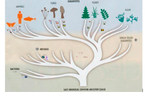 Last Universal Common Ancestor by Taylor Martin on Prezi