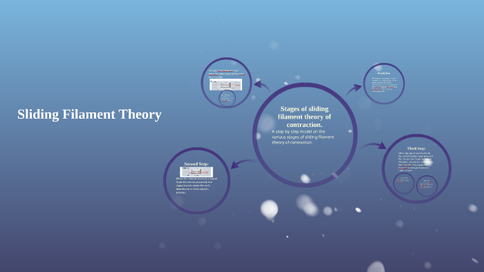 Stages of sliding filament theory of contraction. by John Smith on Prezi
