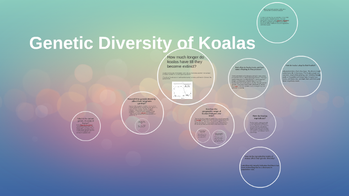 Genetic Diversity of Koalas by isaias hernandez on Prezi