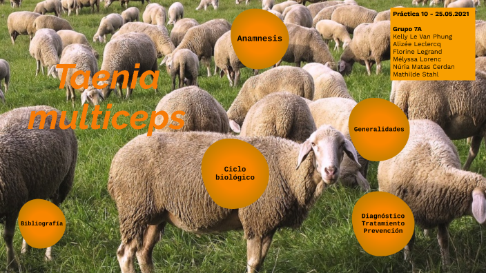 Taenia multiceps by Mélyssa Lorenc on Prezi