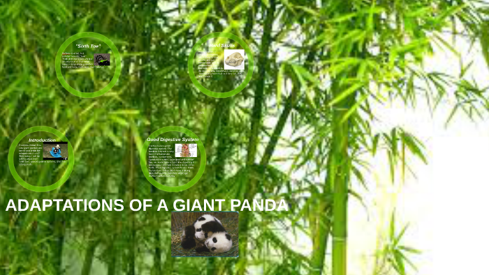 Adaptations of a Giant Panda by K C