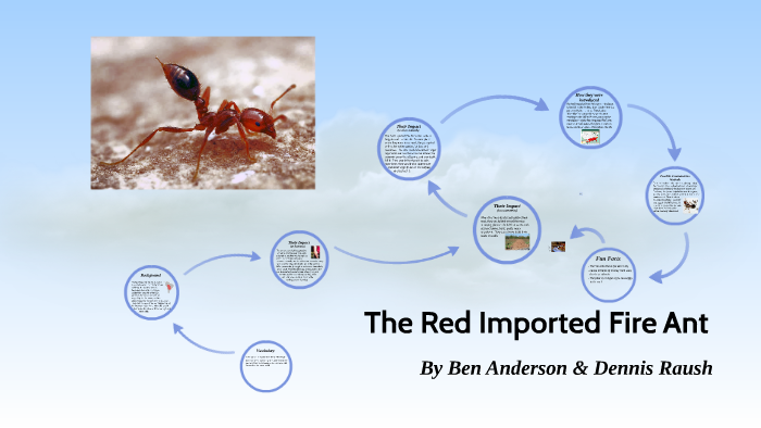 Red Imported Fire Ants by B Anderson on Prezi