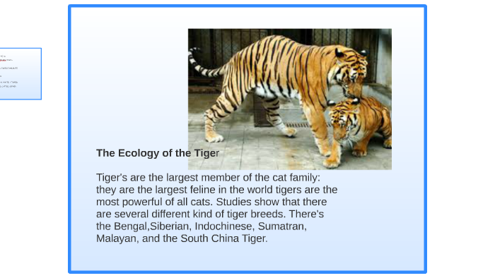 The Ecology of the Tiger by Catherine Murry on Prezi