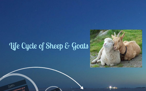 Life Cycle of Goats & Sheep by on Prezi