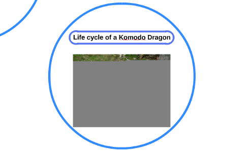 Life cycle of a Komodo Dragon by Avron Prime on Prezi