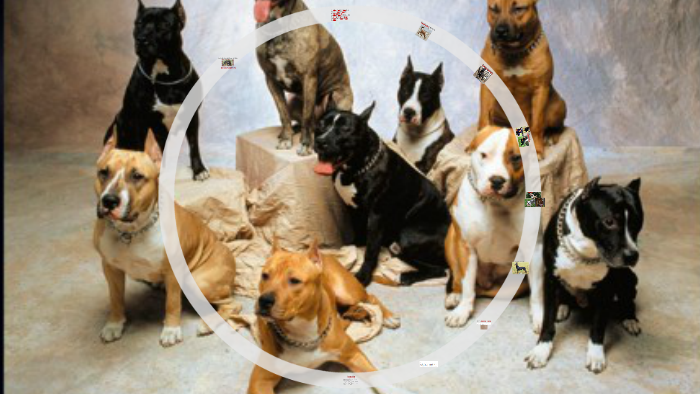 Los 5 perros mas peligrosos del mundo by wendy cadette