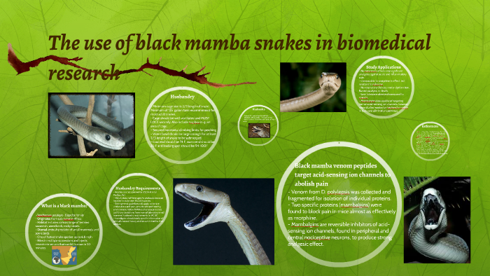 The use of black mamba snakes in biomedical research by Borah Ki on Prezi