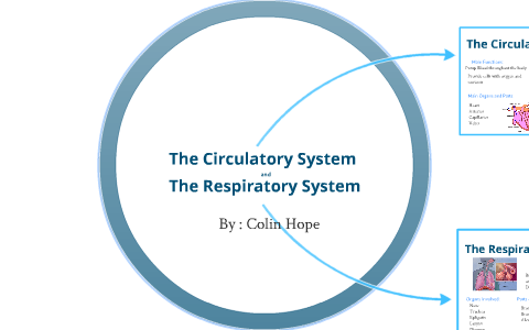 Circulatory and Respiratory Systems work together by Colin Hope on Prezi